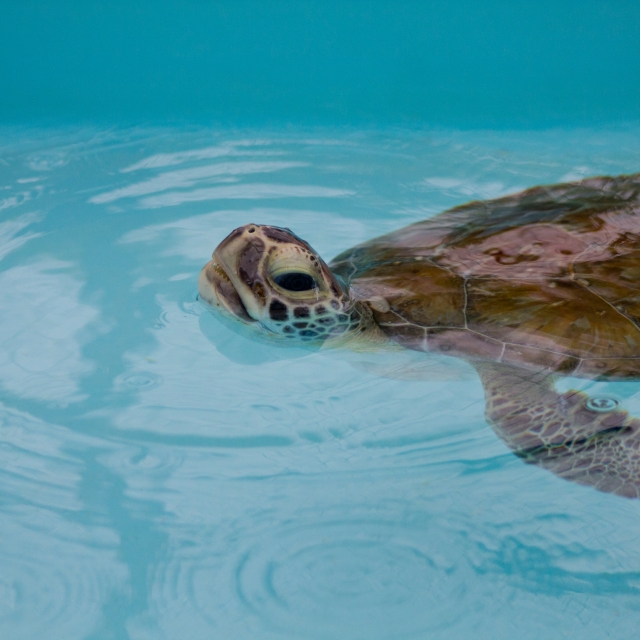 Things to do in Singer Island - The Singer Oceanfront Resort