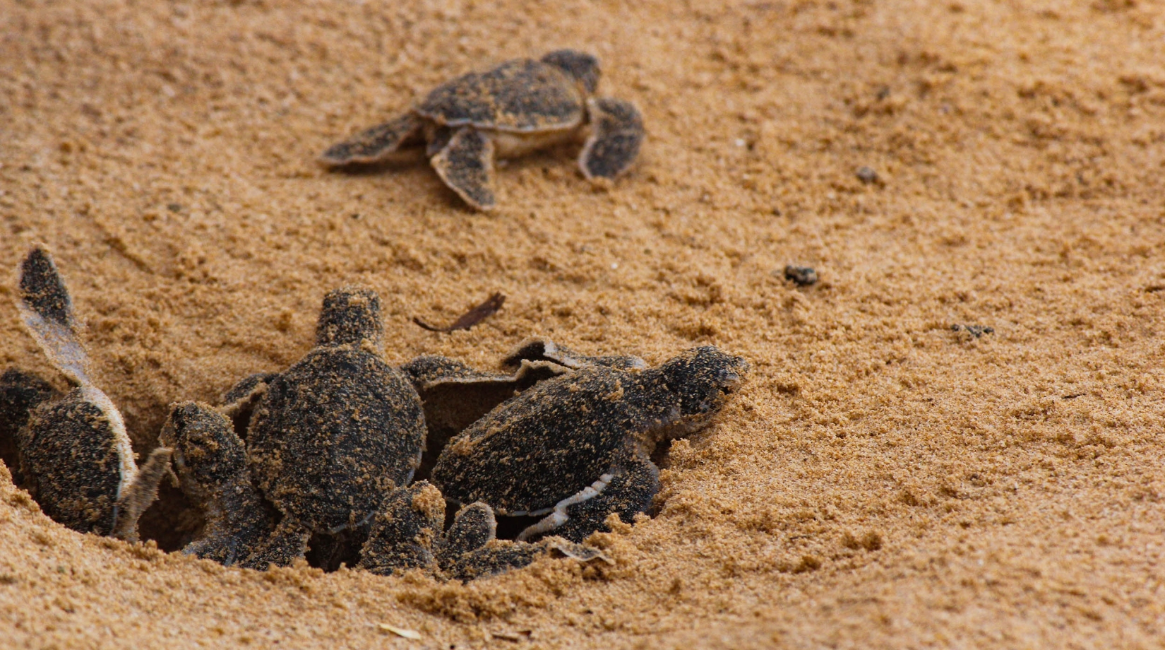 Meet Florida Sea Turtles - The Singer Oceanfront Resort